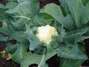 How to grow and care for cauliflower in open ground