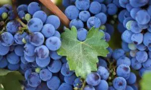 Opis grožđe sorte Sjeverni Pleucer, njeno slijetanje i uzgoj