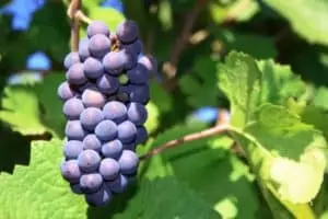 Опис и карактеристики на грозје Пино Ноар, историја и правила на агротехнологијата