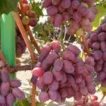 Grapes Shahin Irani: Ibisobanuro by'ibinyuranye n'ibiranga, kugwa no kwitaho 5309_7