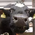 ฟีดยาปฏิชีวนะสำหรับวัว: สำหรับสิ่งที่คุณต้องการและ 5 องค์ประกอบสูงสุดคำแนะนำ 5311_12