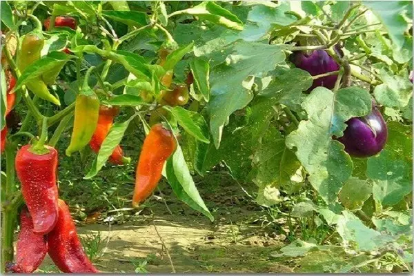 Pepper uye eggplants