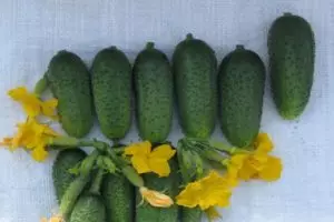 Beskrywing van die komkommers van graad Bogatyr-krag, hul eienskappe en verbouing