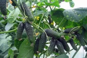 Az Atos Cucumbers változatossága, a növekedés és a gondozás jellemzői