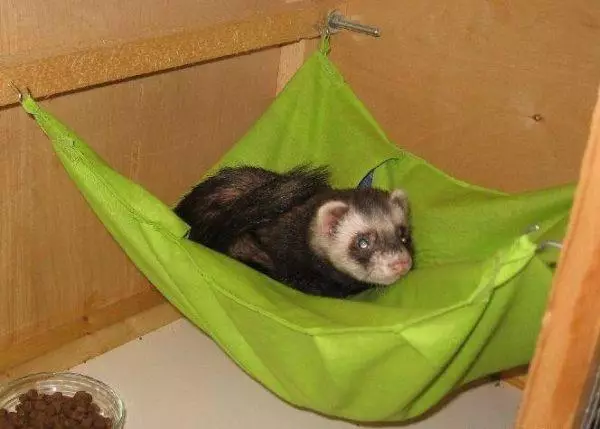 Jinis-jinis hammocks kanggo ferrets lan 6 cara kanggo nggawe omah sampeyan dhewe