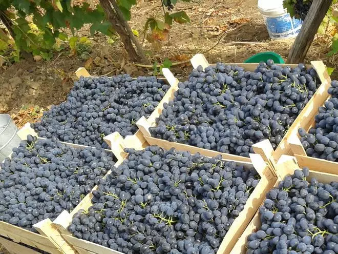 зберігання винограду