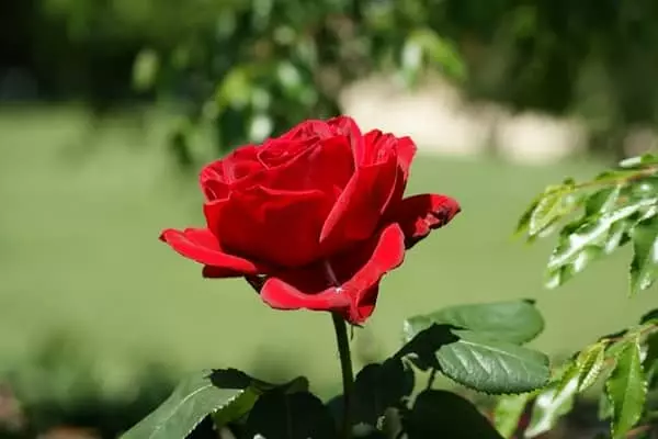 Roses pupa