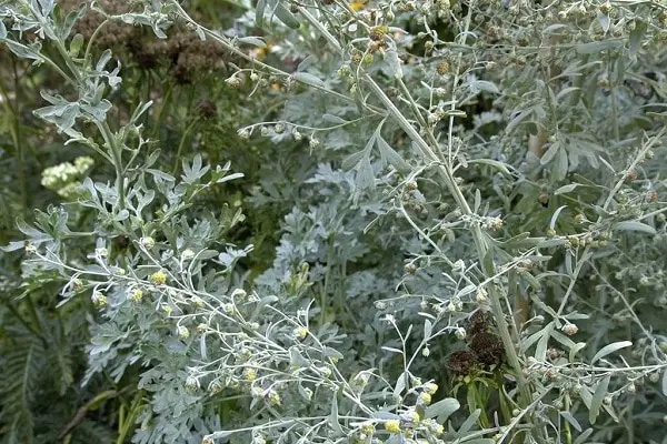 Wormwood com a males herbes