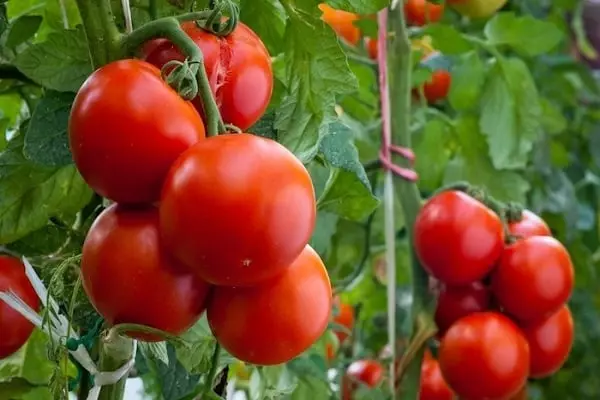 Yetiştirilen domates