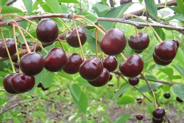 Cherry Oktawa