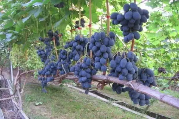 Grapes on the garden