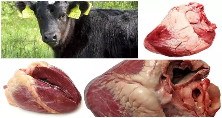 Corazón de una vaca