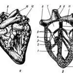 Zemra e lopës: struktura dhe si funksionon, sëmundjet e mundshme dhe simptomat e tyre 5335_4