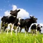El corazón de la vaca: la estructura y cómo funciona, posibles enfermedades y sus síntomas. 5335_5
