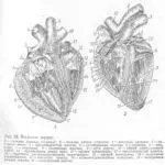 The heart of the cow: the structure and how it works, possible diseases and their symptoms 5335_6