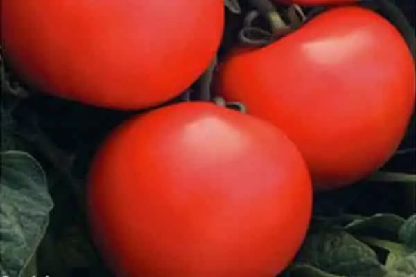 Tomato Burzhuy