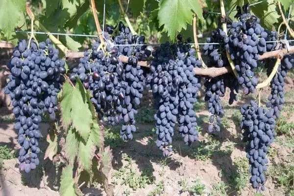 Prelomi grozdja