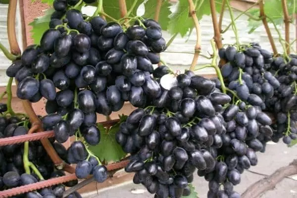 Grapes Nadezhda azos.