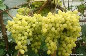 Опис і характеристики сорту винограду Алешенькін, обрізка, посадка і догляд