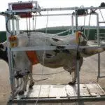 Crimping Snood lehmad: Tööriistad ja juhised ja kodus 5345_3