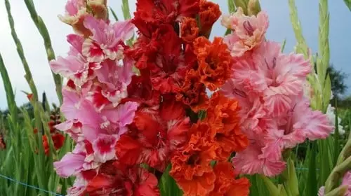 why gladiolus change color