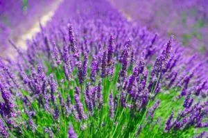 Pendaratan dan Penjagaan Lavender di tanah terbuka, pemangkasan dan penyediaan untuk musim sejuk