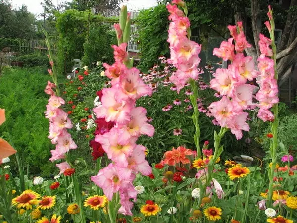 Pse Gladiolus ndryshon ngjyrën