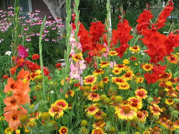 Pourquoi Gladiolus change de couleur