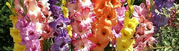 အဘယ်ကြောင့် Gladiolus ပြောင်းလဲအရောင်