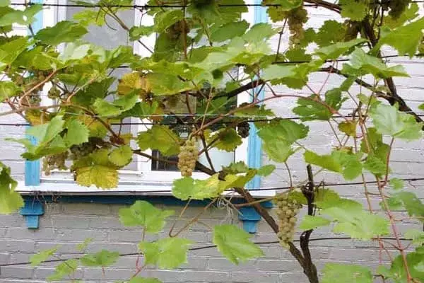 Rrush nga dritarja