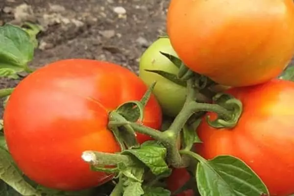 Tomato bulat