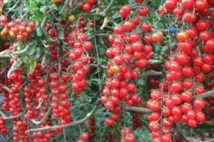 ایک ٹماٹر موسم سرما کی چیری کی پیداوار، وضاحت اور خصوصیات