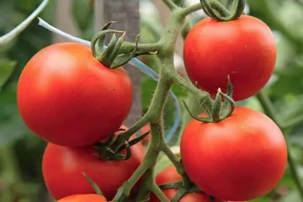 Tomato di cawangan