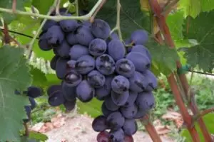 葡萄的描述和特徵葡萄Fryshot，繁殖和特殊性
