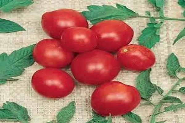 Tomati väljamõeldud
