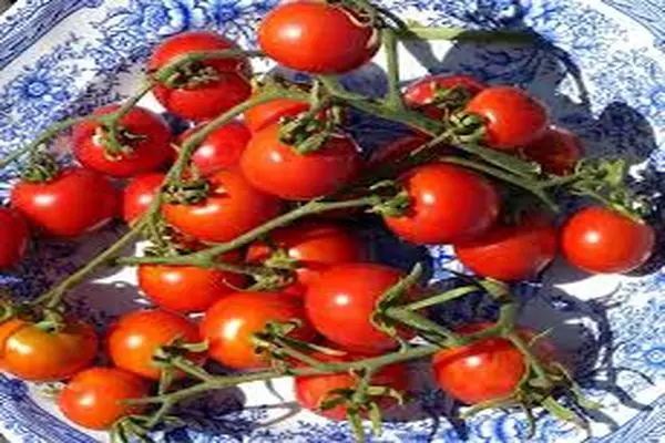 Nexweşiya tomato