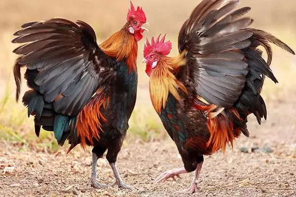 Roosters fight