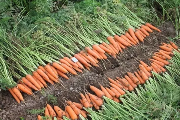 ক্রমবর্ধমান carrots.