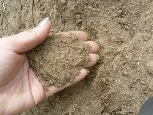 Smėlio dirvožemis