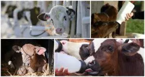 La durata del periodo lattiero-caseario durante la coltivazione di vitelli e dieta