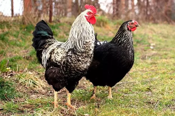 Cockerel med kyckling