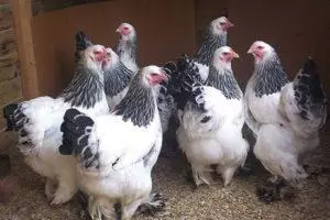 Kenmerkende en beschrijving van kippenrassen Brama, eiproductie en -inhoud