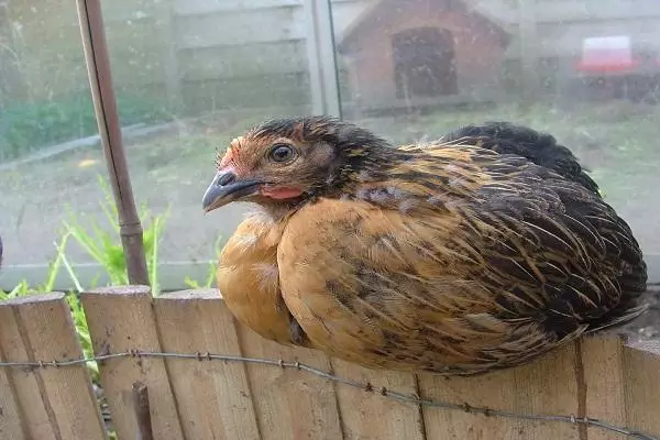 Growing Chick