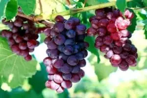 可持續葡萄紅衣主教和種植的描述和特點