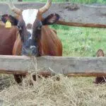 Безприв'язне утримання корів: суть методу, переваги і недоліки 5372_11