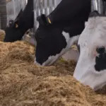 Conteúdo desnecessário de vacas: a essência do método, dignidade e desvantagens 5372_13