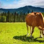 Contenu des vaches inutiles: l'essence de la méthode, de la dignité et des inconvénients 5372_7