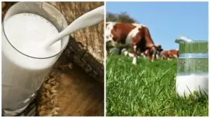 Por que a vaca caiu a pesca e as causas de uma diminuição acentuada do leite o que fazer