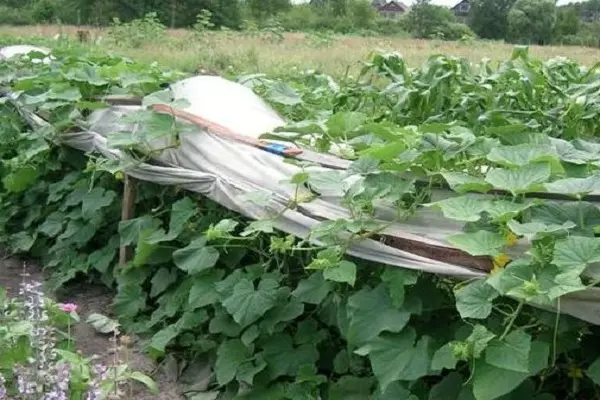 Cucumbers le haghaidh an Ithir Urrail Allamuigh: Cineálacha agus Rialacha Fásta is Fearr