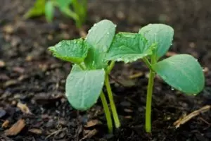 Hoe te planten, groeie en soarchje foar siedde komkommers